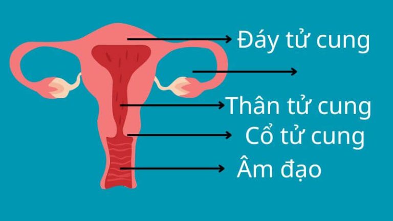 Âm đạo: cấu tạo, các dấu hiệu bất thường nên biết